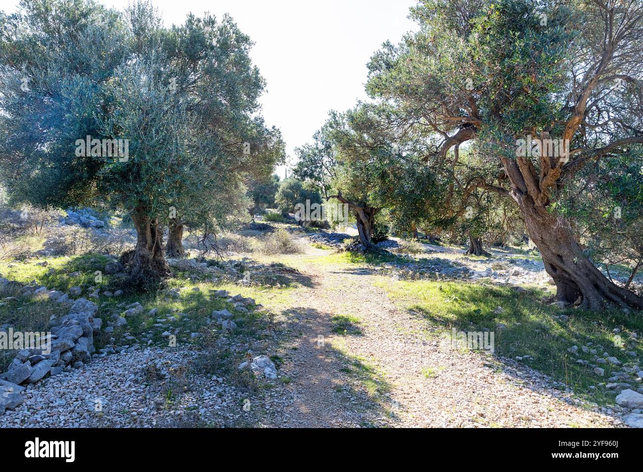 Beautiful Ancient olive trees in the Olive Gardens of Lun, olive groves ...
