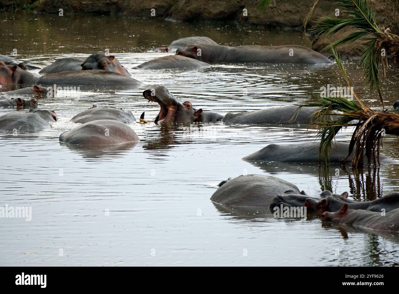 Retina hippo pool hi-res stock photography and images - Alamy