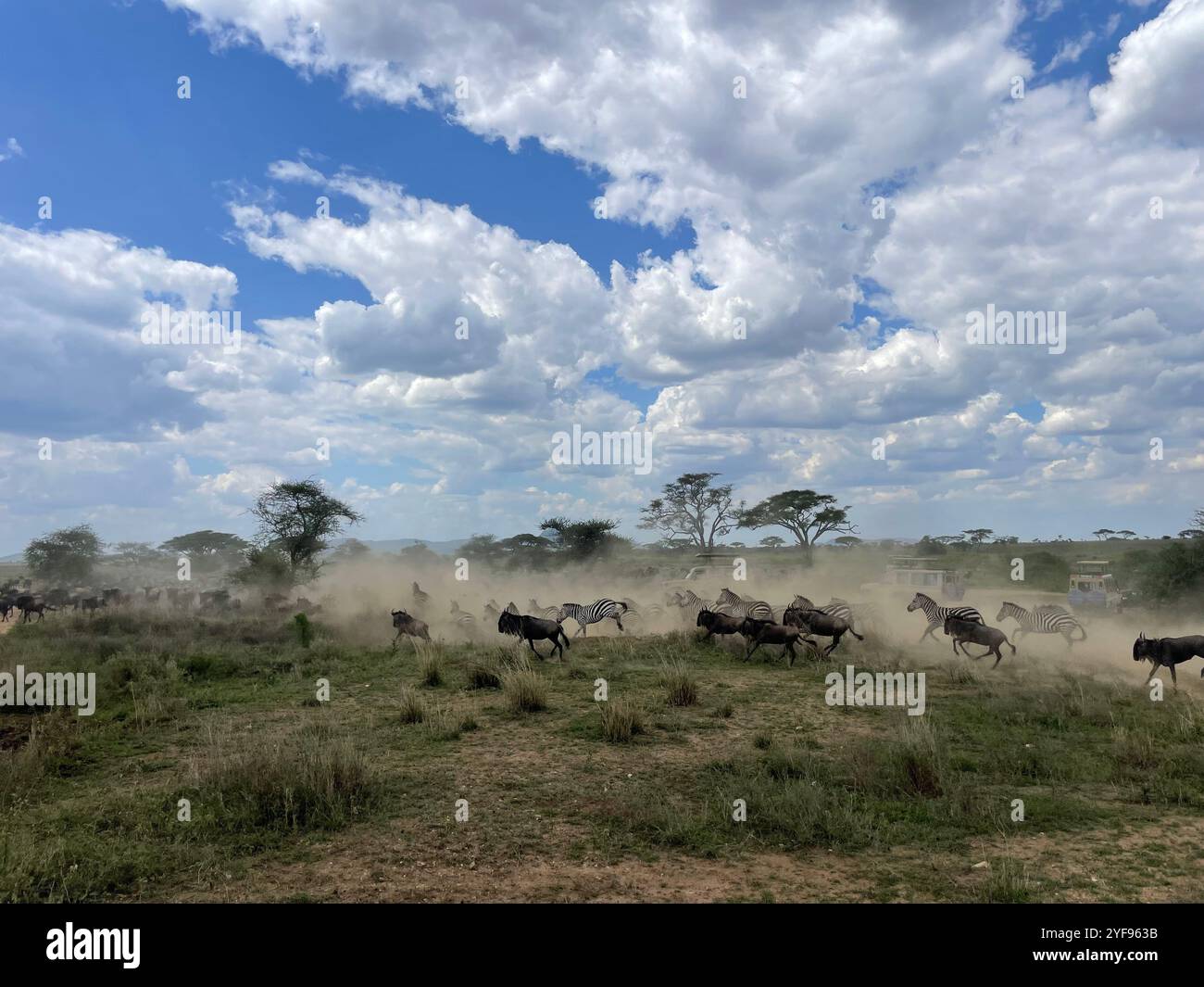 The big migration in the Serengeti, Tanzania Stock Photo - Alamy