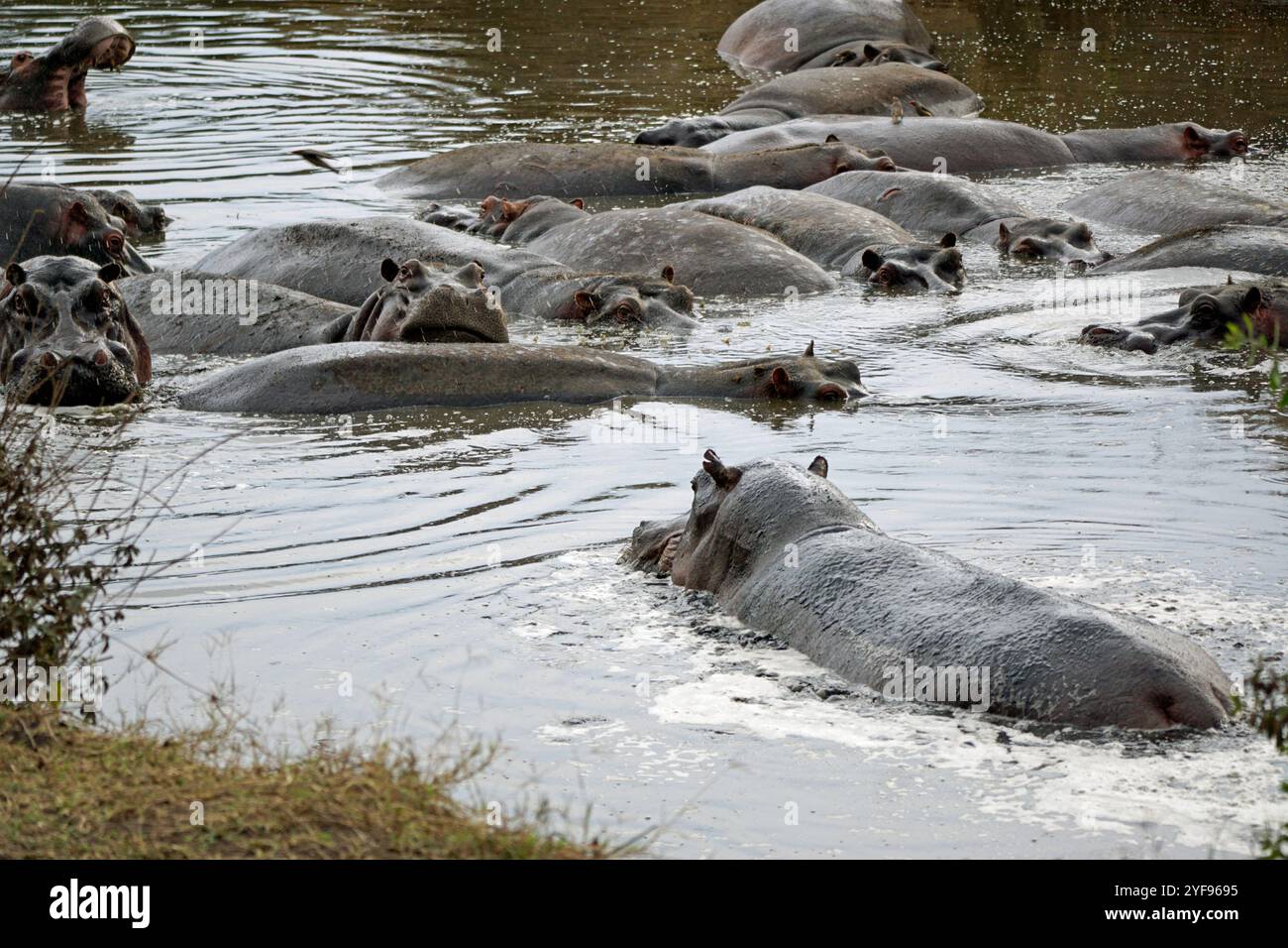 Retina hippo pool hi-res stock photography and images - Alamy