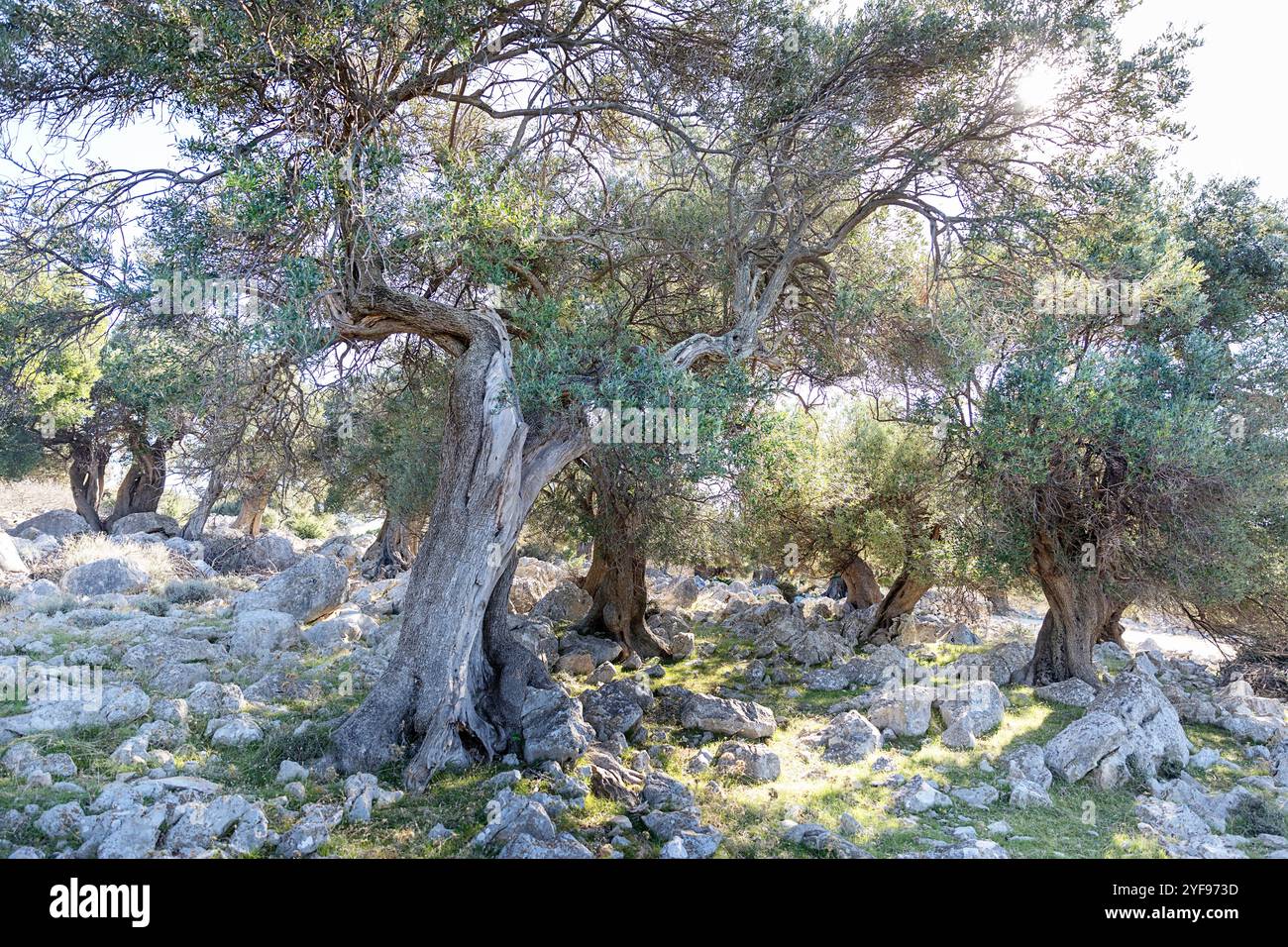 Beautiful Ancient olive trees in the Olive Gardens of Lun, olive groves ...