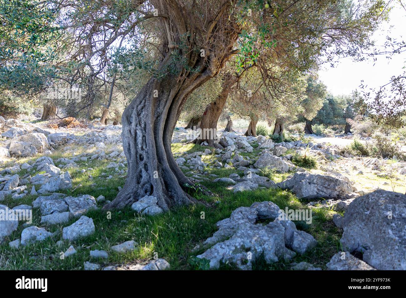 Beautiful Ancient olive trees in the Olive Gardens of Lun, olive groves ...