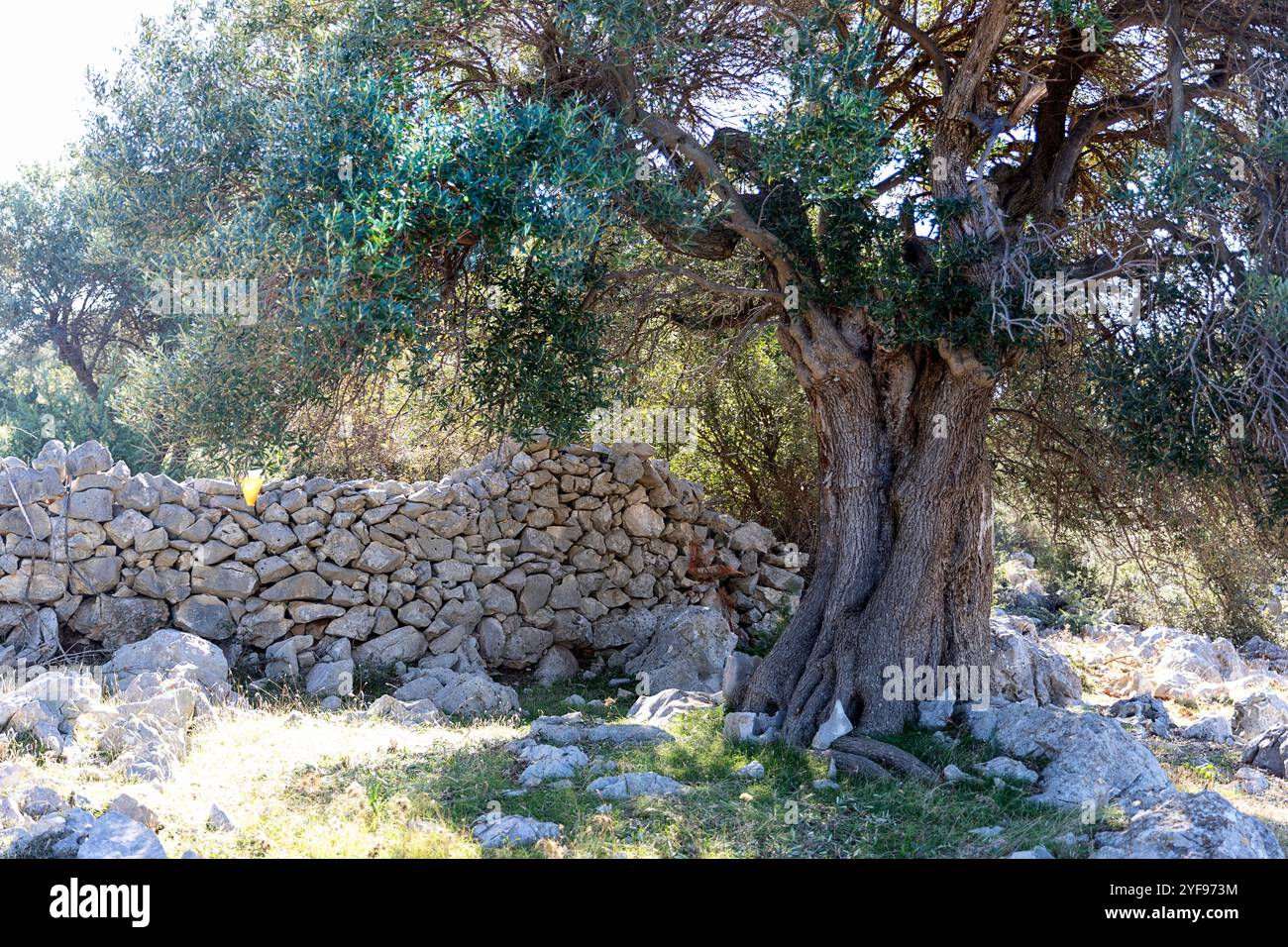 Beautiful Ancient olive tree in the Olive Gardens of Lun, olive groves ...
