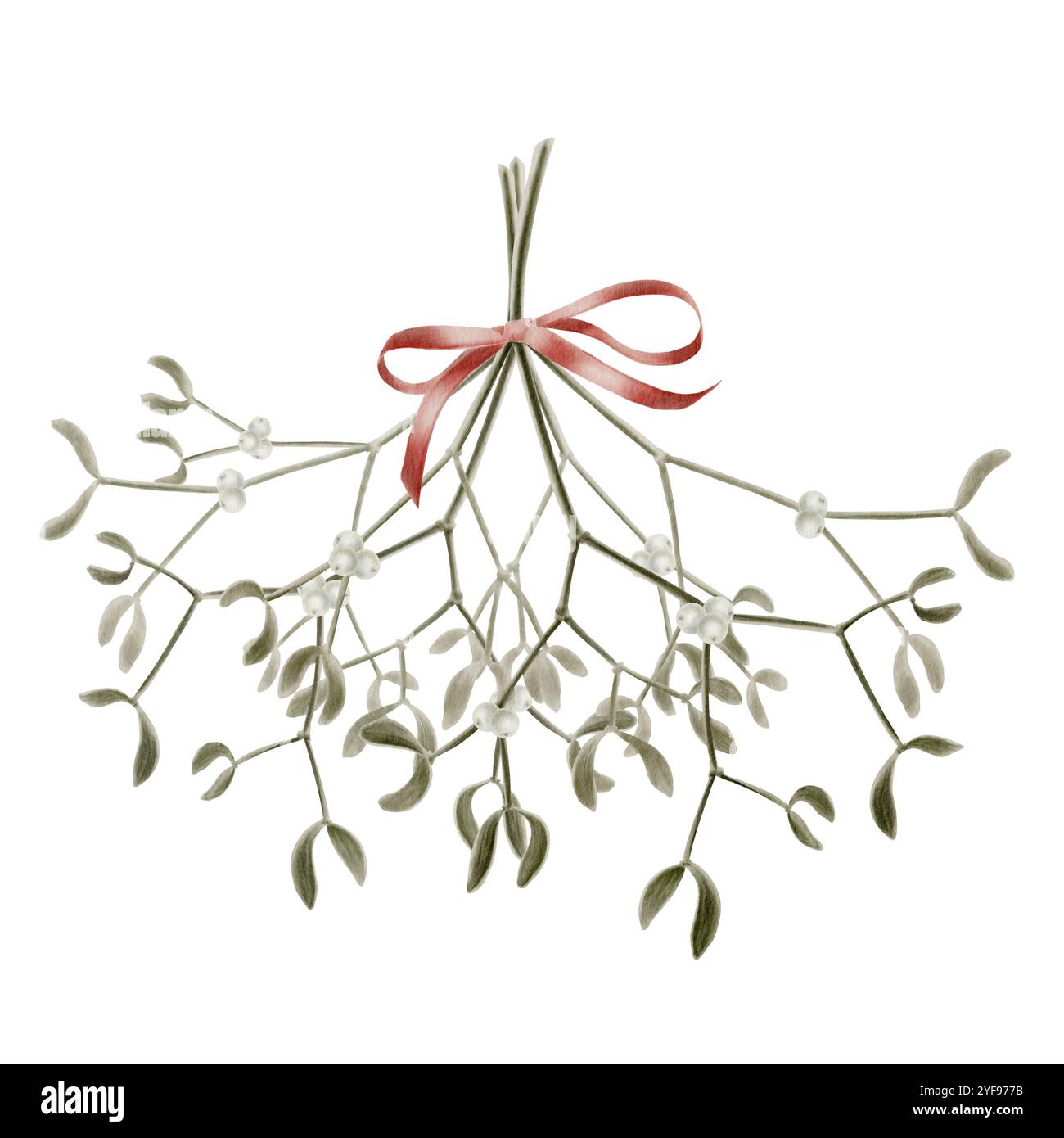 Green mistletoe sprigs with small white round berries and red silk ...