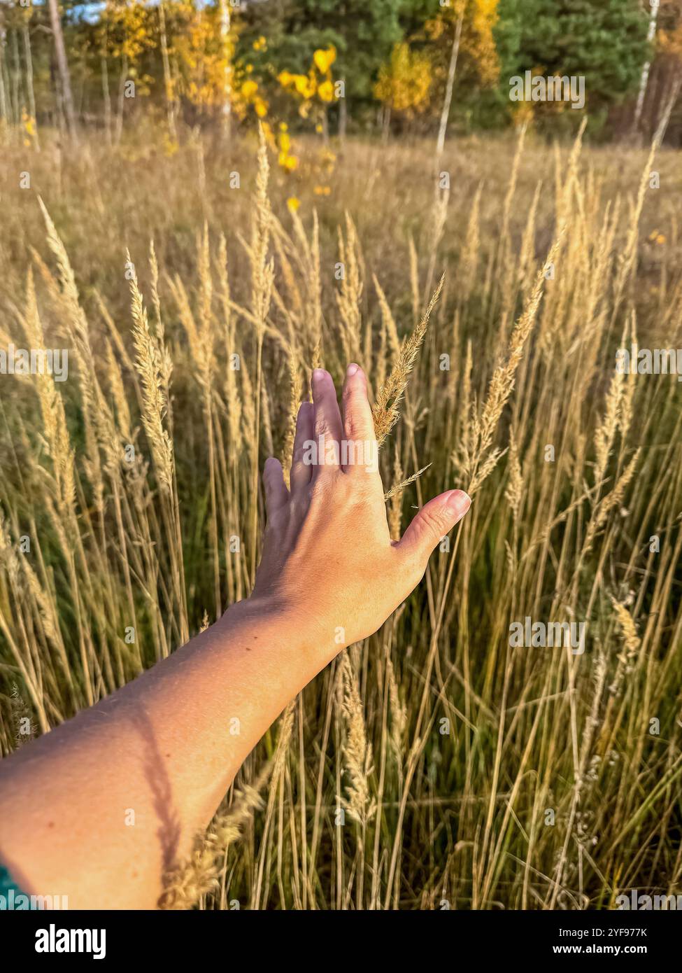 Hand brushing through tall grass while walking through the field in ...