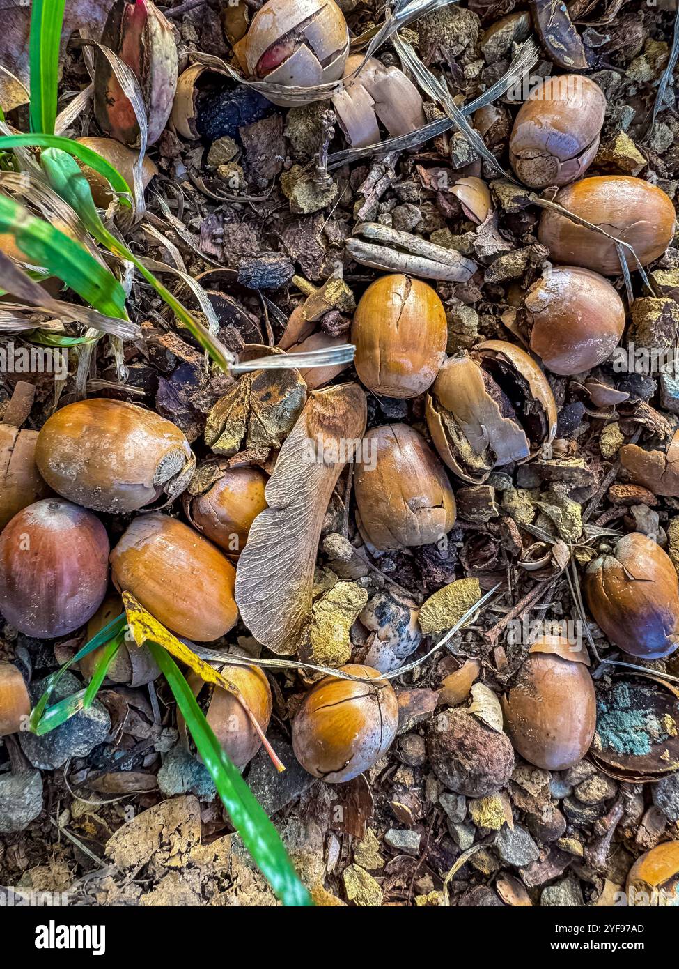 Acorns and leaves and ground hi-res stock photography and images - Alamy