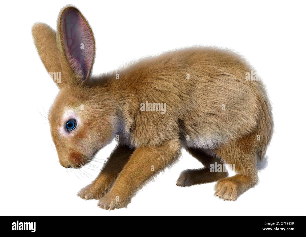 3D rendering of a continental giant rabbit isolated on white background ...