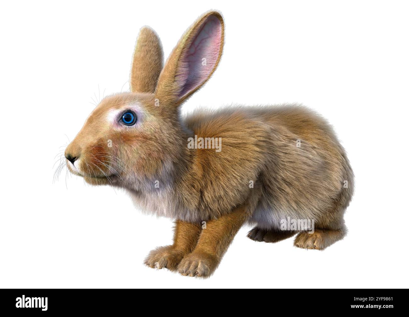 3D rendering of a continental giant rabbit isolated on white background ...