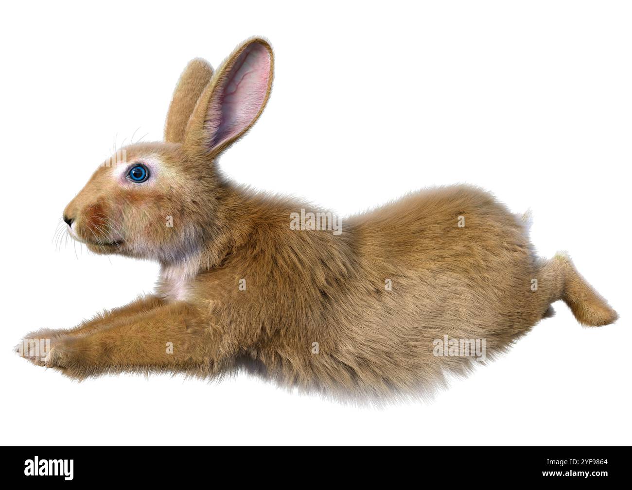 3D rendering of a continental giant rabbit isolated on white background ...