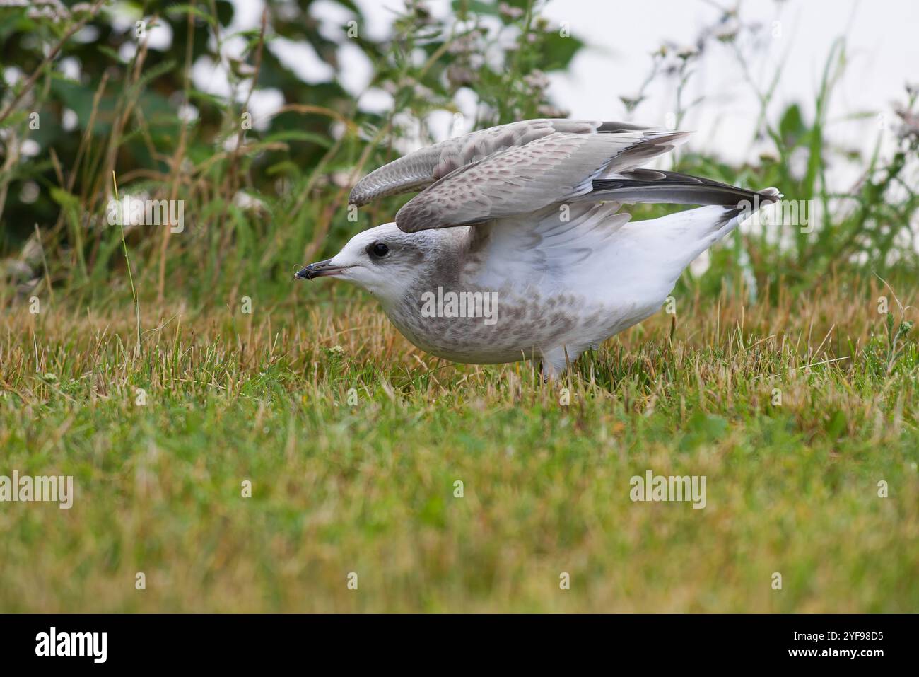 The flying-up young seagull close up Stock Photo - Alamy