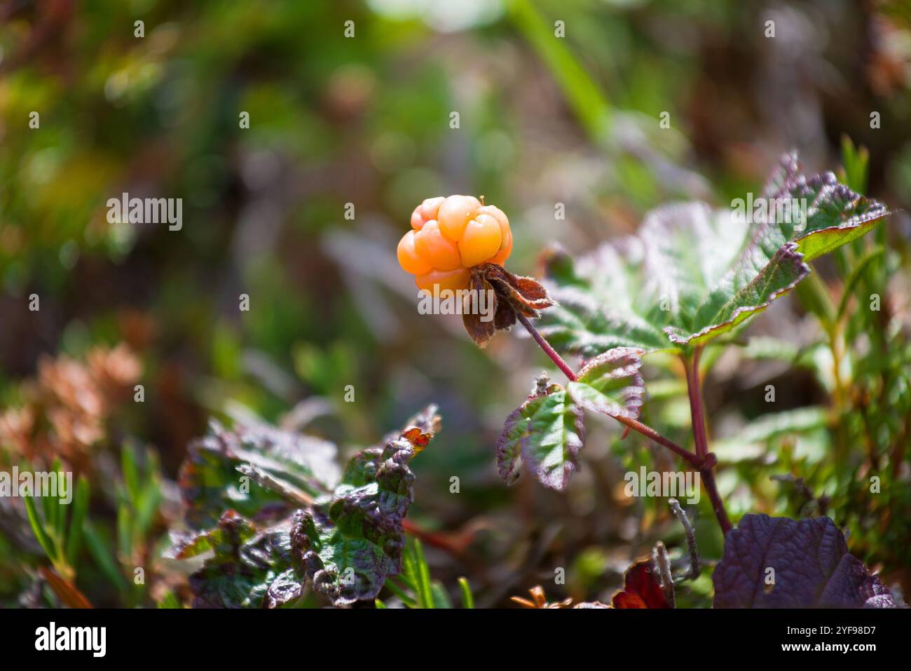 Moroshka hi-res stock photography and images - Alamy