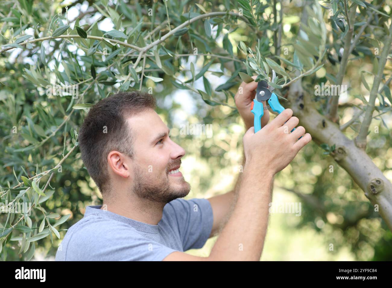 Happy man pruning olive tree in a garden at home Stock Photo - Alamy