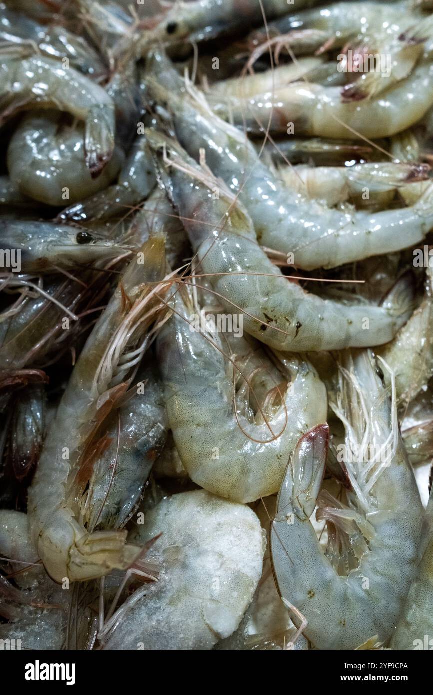 Animal de crevette hi-res stock photography and images - Alamy