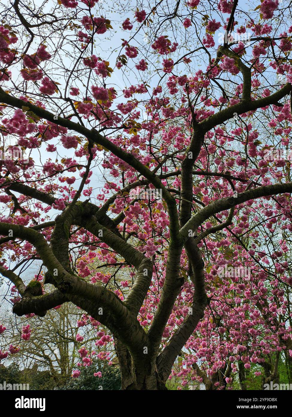 This image shows a cherry blossom tree in full bloom on a sunny spring ...