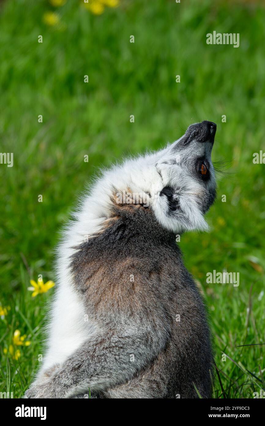 Lemur sitting observing surroundings hi-res stock photography and ...