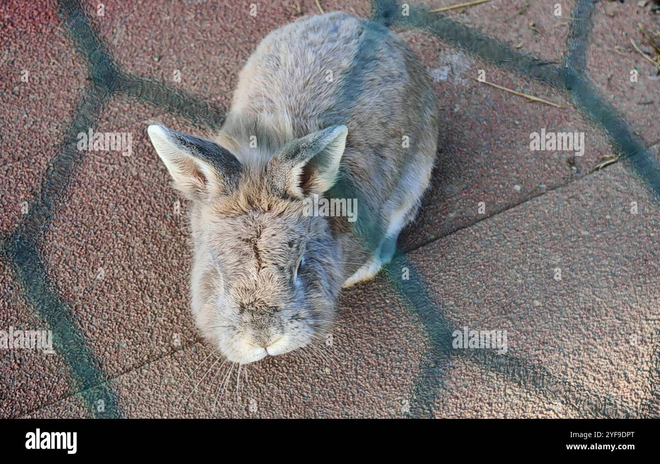 a rabbit or a hare in livestock farming and breeding rabbit or hare in ...