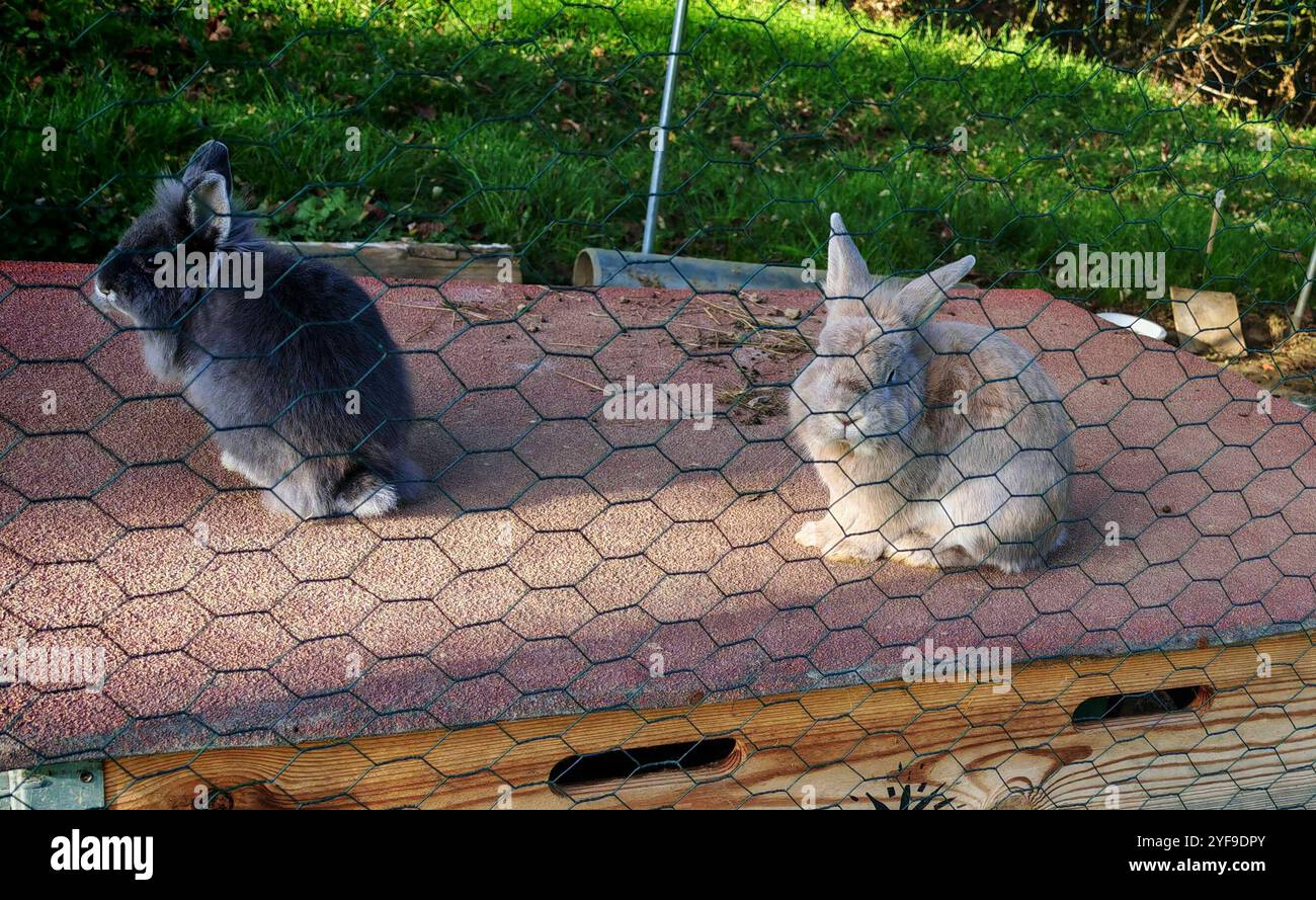 a rabbit or a hare in livestock farming and breeding rabbit or hare in ...