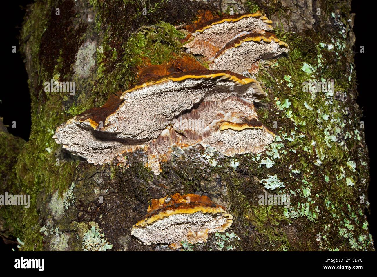 Mensularia radiata (alder bracket) is mostly associated with dying ...