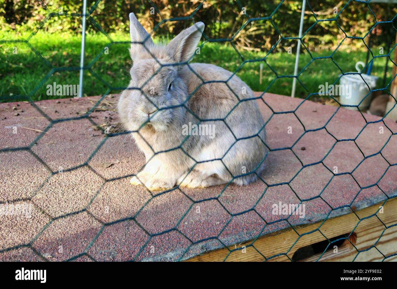 a rabbit or a hare in livestock farming and breeding rabbit or hare in ...