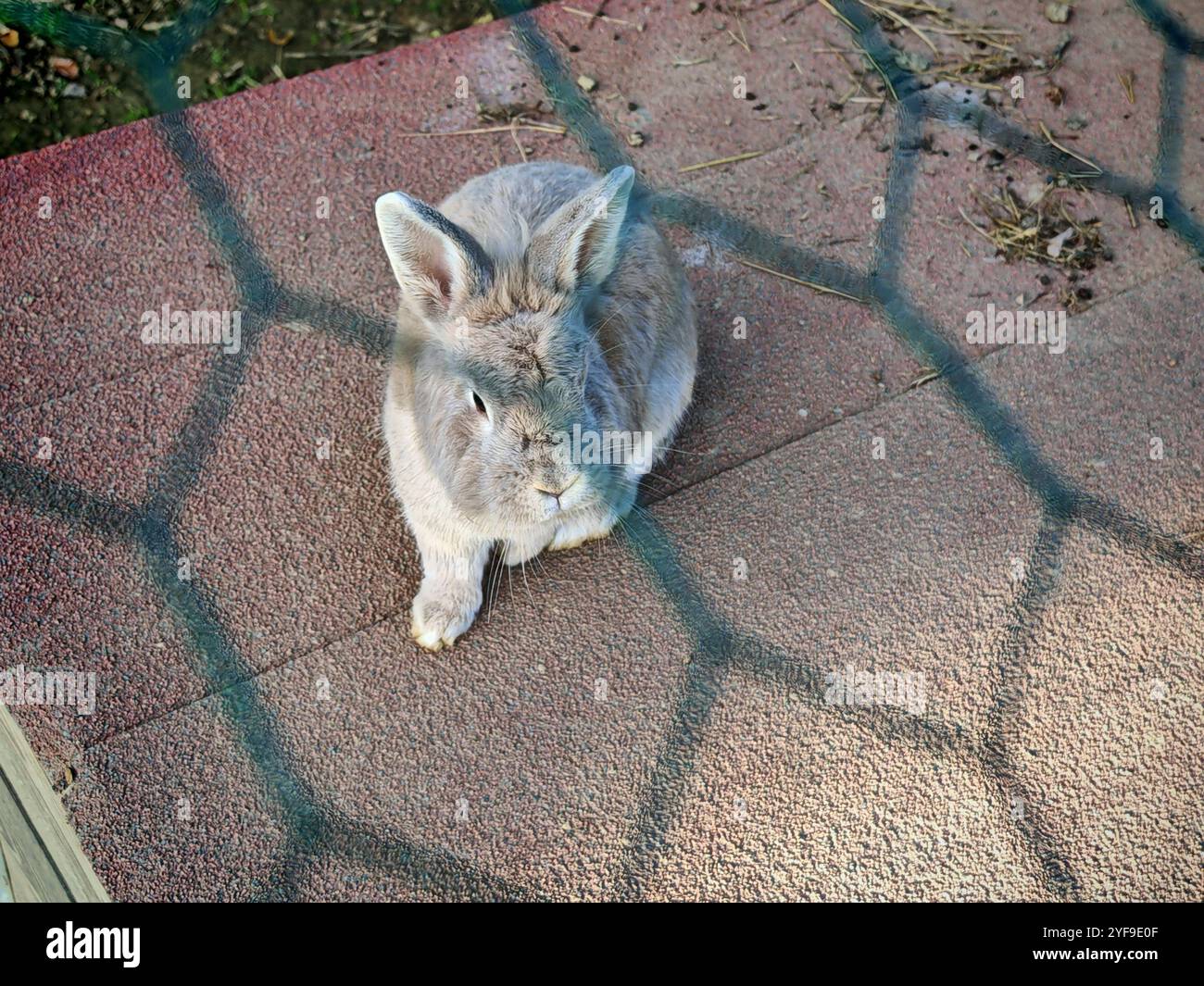 a rabbit or a hare in livestock farming and breeding rabbit or hare in ...