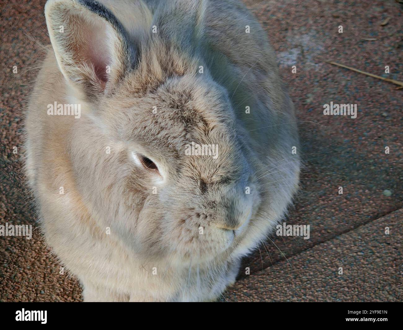 a rabbit or a hare in livestock farming and breeding rabbit or hare in ...