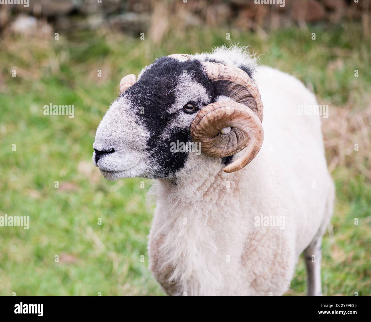 Close-up image of a Swaledale sheep's head and horns. Swaledale tup November 2024 Stock Photo ...