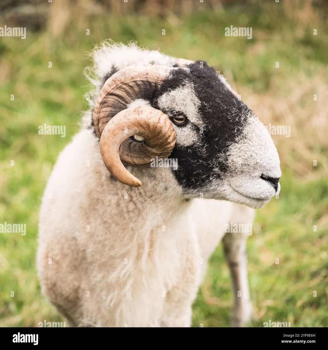 Swaledale sheep an official symbol of the yorkshire dales hi-res stock ...
