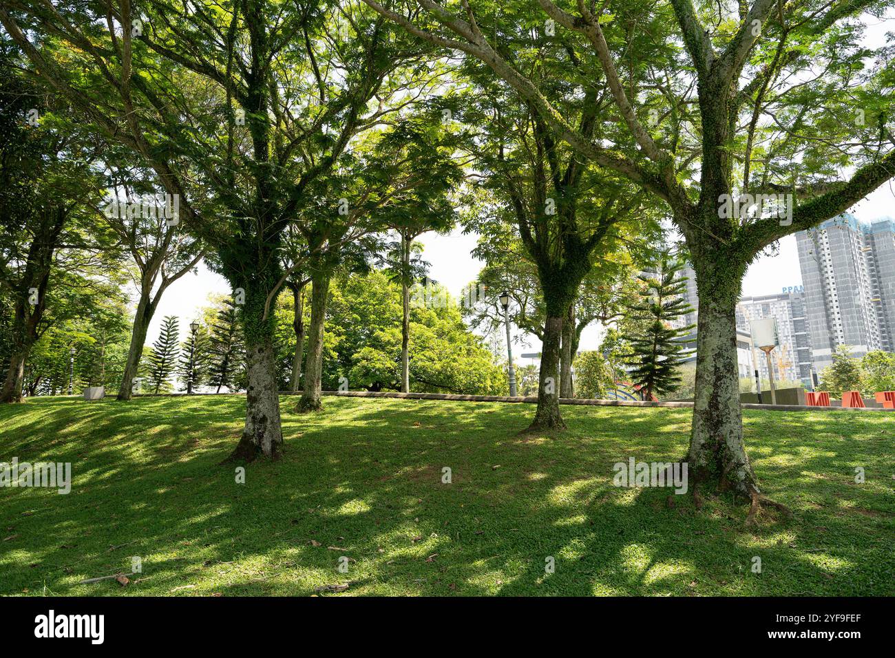 KUALA LUMPUR, MALAYSIA - MARCH 08, 2023: trees at Taman Tasik ...