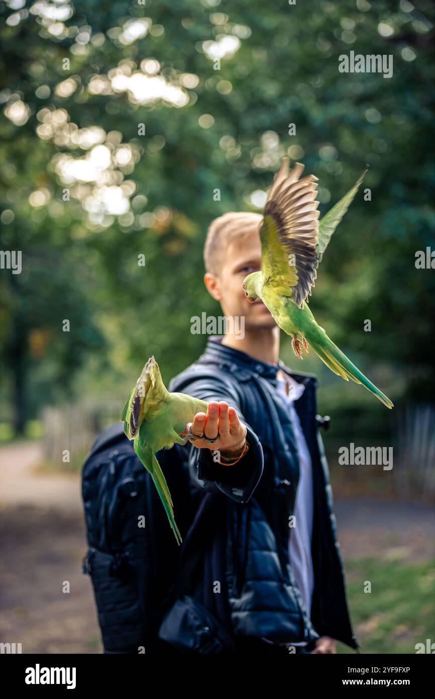 Man feeding a green parakeets on his hand in a natural background Stock ...