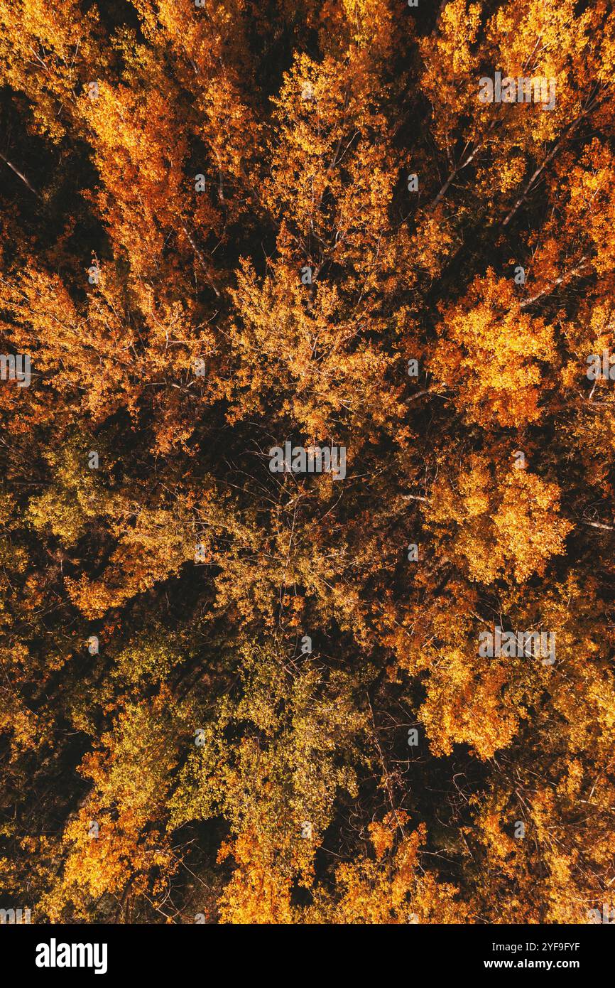 Aerial top down shot trees hi-res stock photography and images - Alamy