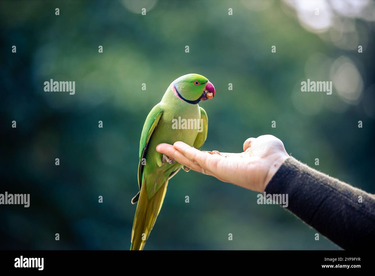 Colorfull Parrot eating nuts from human hand, Macaw Bird in park Stock ...