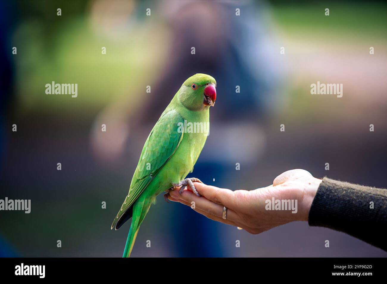 Parrot eating nuts hi-res stock photography and images - Alamy