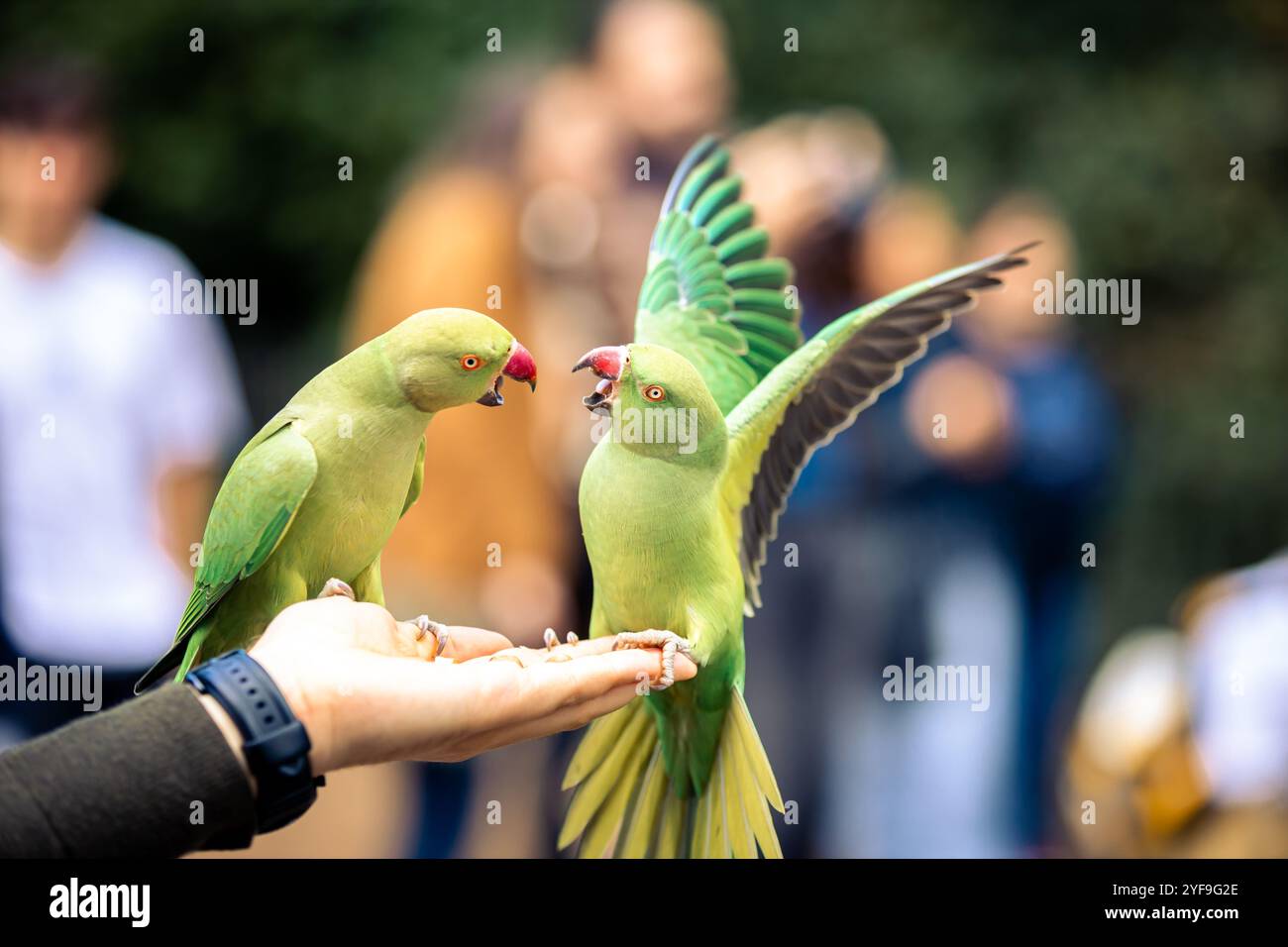 Person Holding a Friendly Green Parakeet in park of London Stock Photo - Alamy