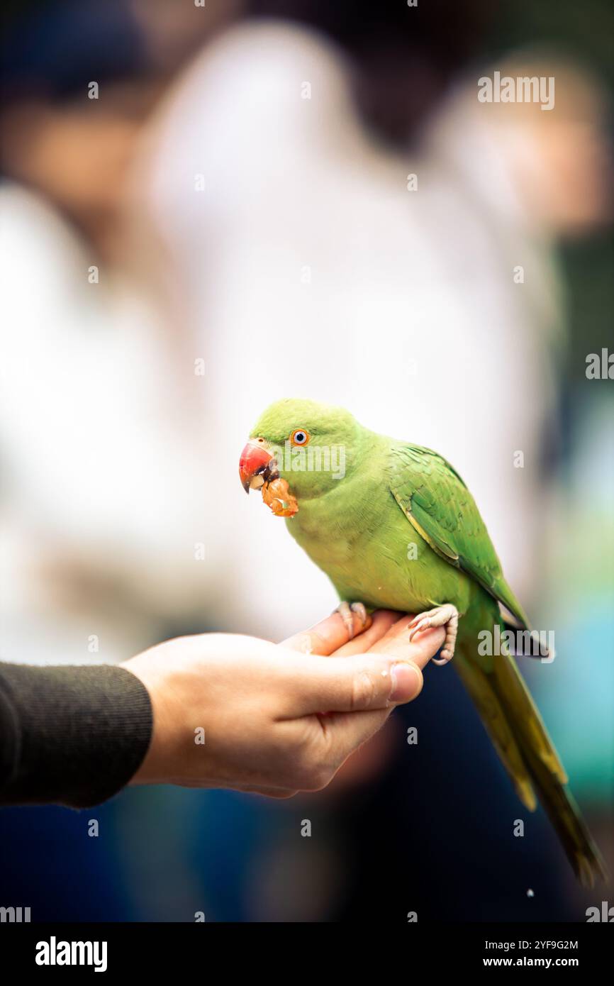 Person Holding a Friendly Green Parakeet in park of London Stock Photo ...