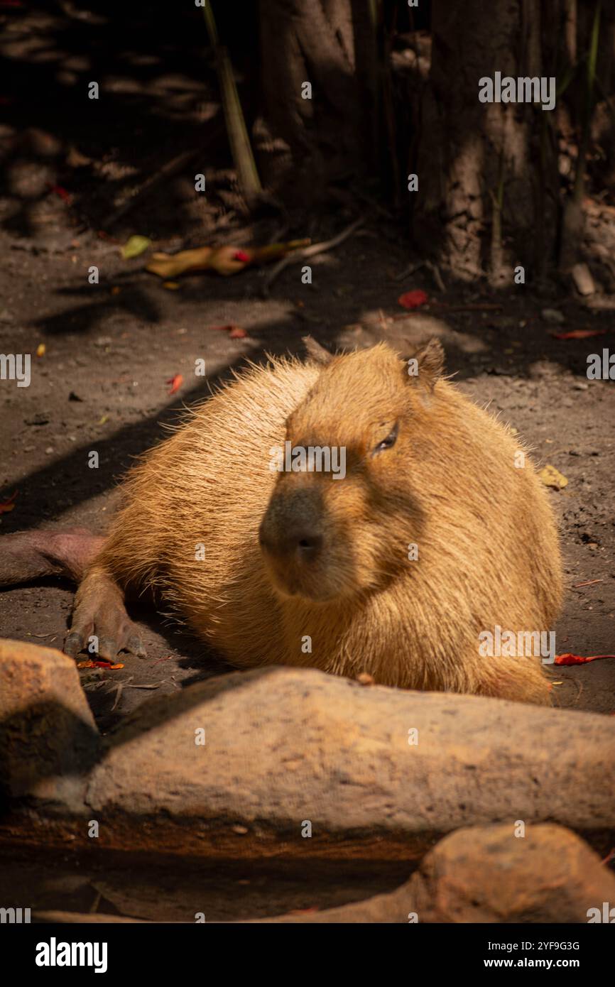 a capybara is relaxing near the rocks with warm look Stock Photo - Alamy