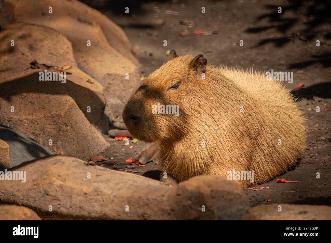 a capybara is relaxing near the rocks with warm look Stock Photo - Alamy