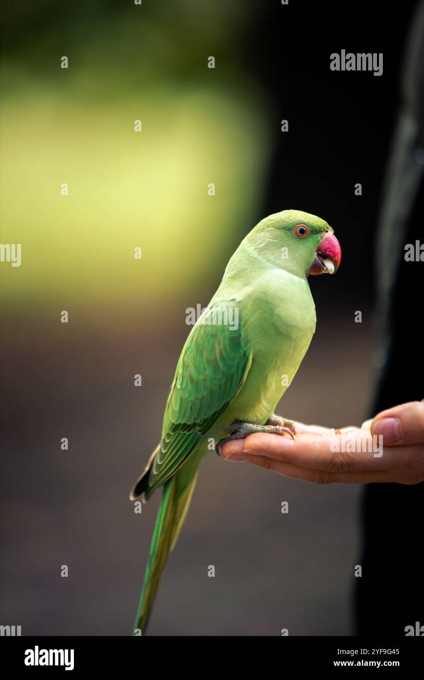 Person Holding a Friendly Green Parakeet in park of London Stock Photo ...