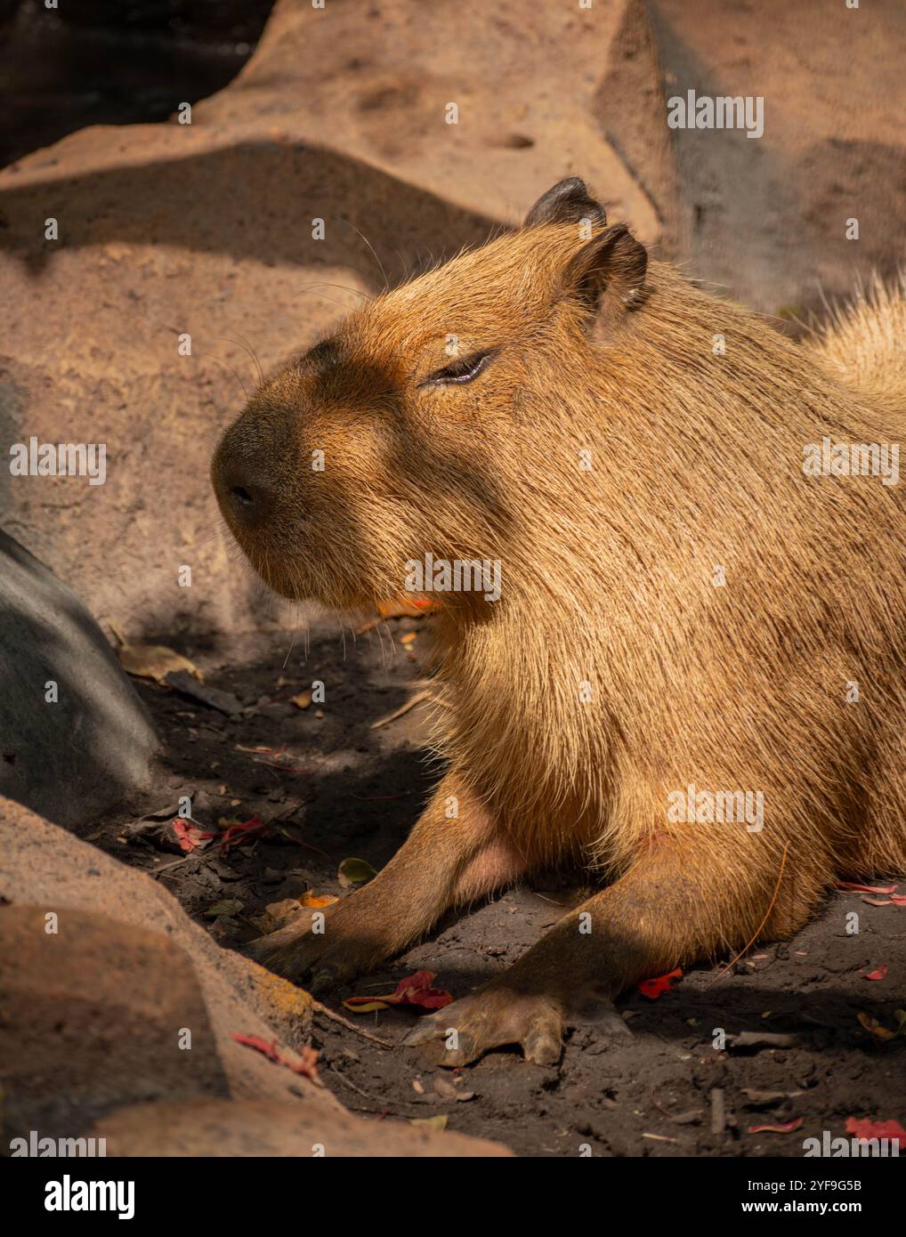 a capybara is relaxing near the rocks with warm look Stock Photo - Alamy
