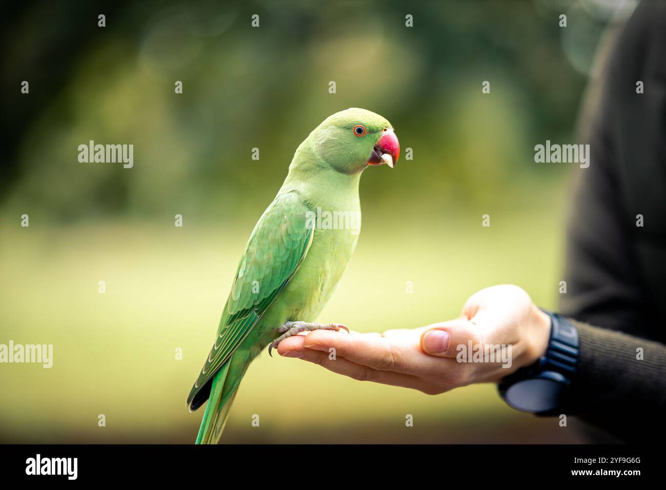 Parrot eating nuts hi-res stock photography and images - Alamy