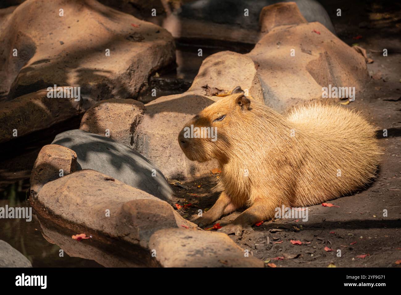 Friendly capybara hi-res stock photography and images - Alamy