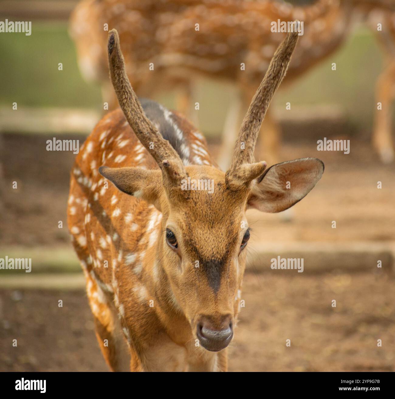 a deer sitting still with nature and green background Stock Photo - Alamy