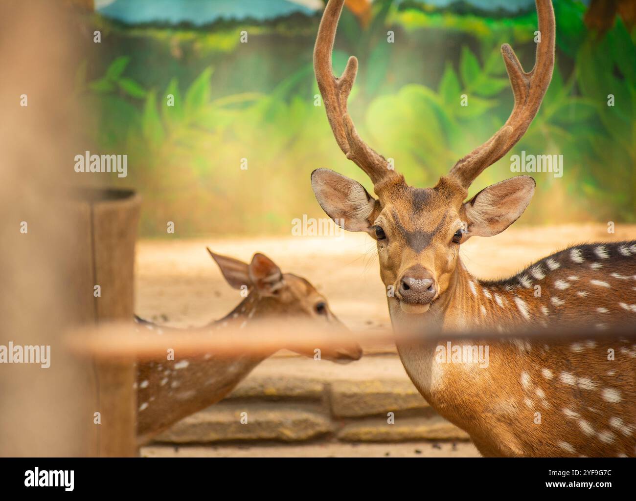 a deer sitting still and facing forward with nature and green ...