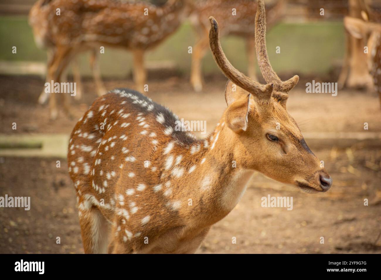 a deer sitting still and facing left side with nature and green ...