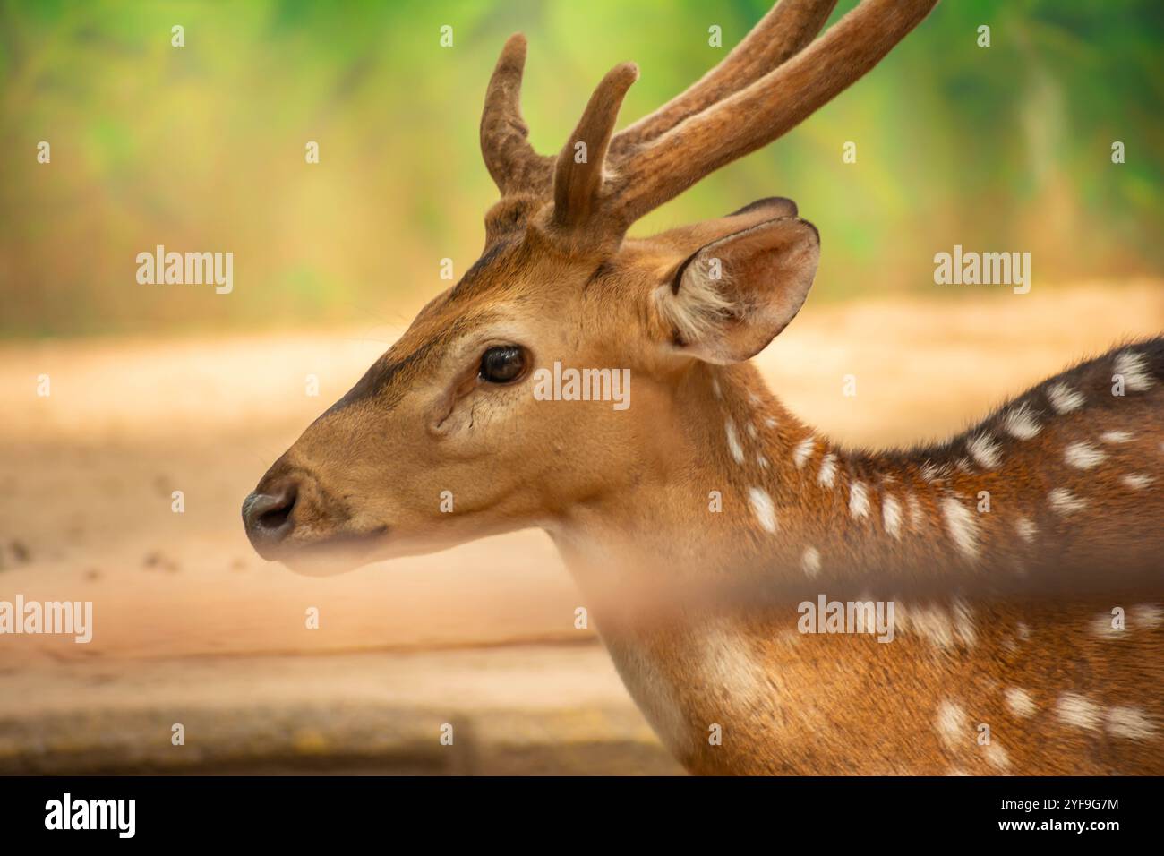 a deer sitting still and facing left side with nature and green ...