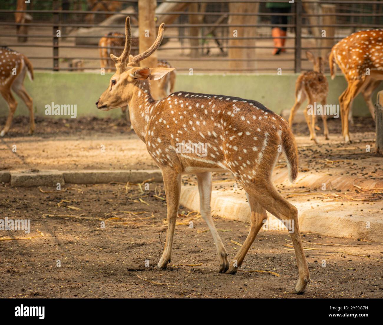 a deer sitting still and facing left side with nature and green ...