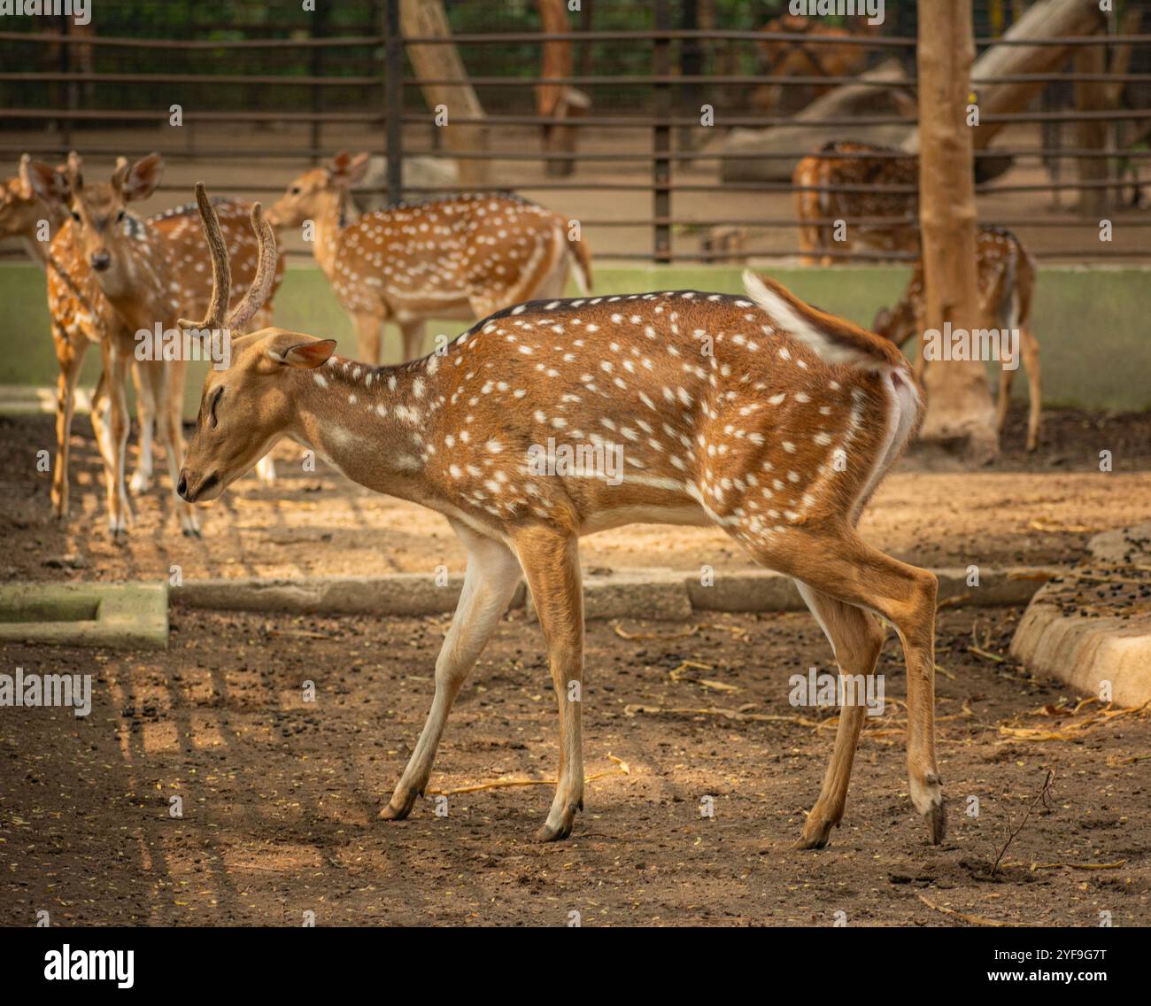 a deer sitting still and facing left side with closing eye with nature ...