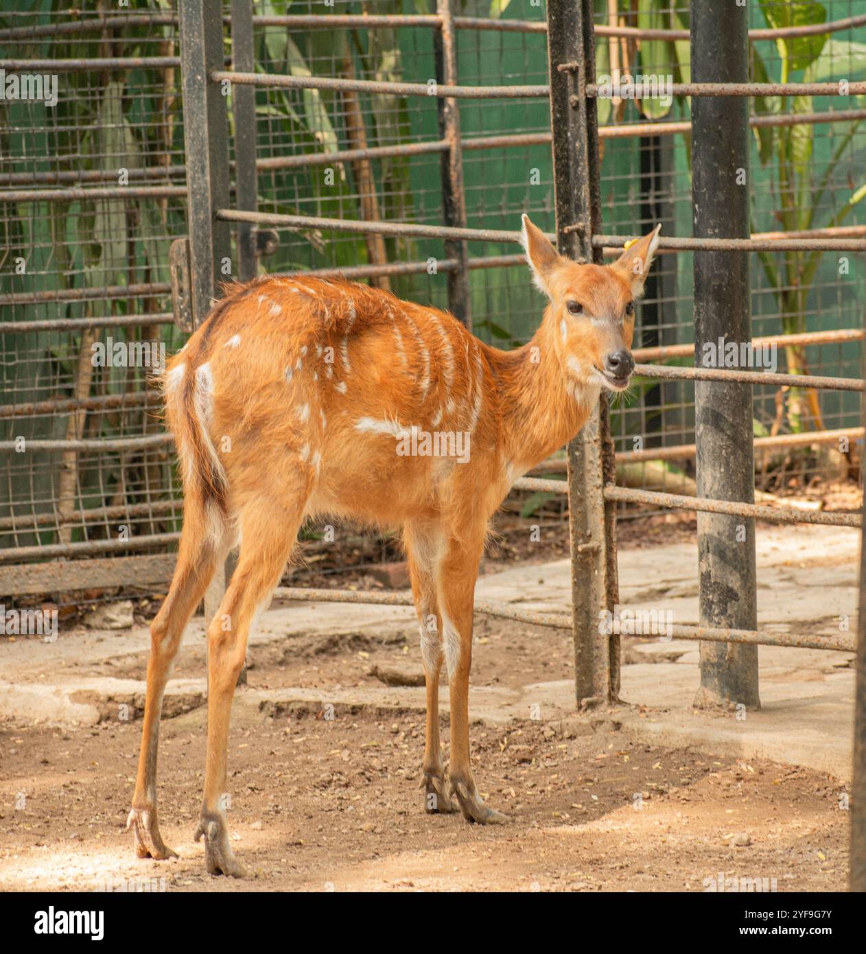 Mammals cage zoo group hi-res stock photography and images - Alamy
