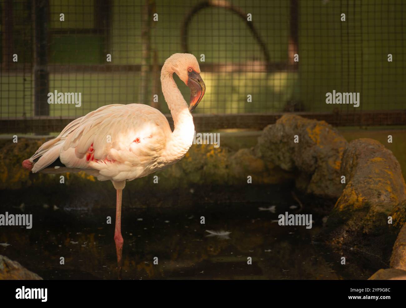 Flamingo exhibit hi-res stock photography and images - Alamy