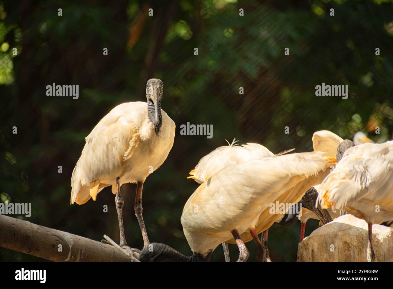 Group of ibis hi-res stock photography and images - Alamy