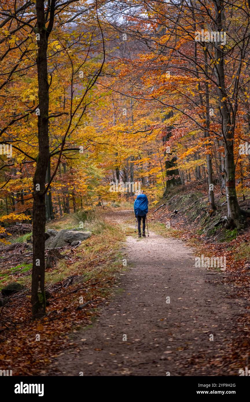 a path in a foggy mountain forest in the Jizera Mountains in the Czech ...